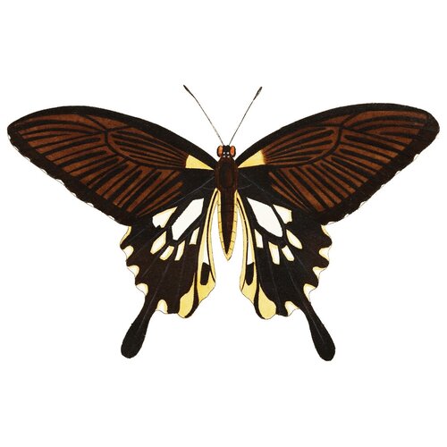 Постер / Плакат / Картина Черная бабочка с хвостатыми крыльями 60х90 см в раме