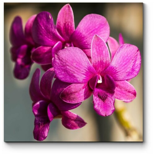 Модульная картина Королева цветов - прекрасная орхидея 90x90