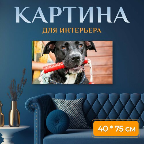 Картина на холсте "Собака, игрушка, домашнее животное" на подрамнике 75х40 см. для интерьера