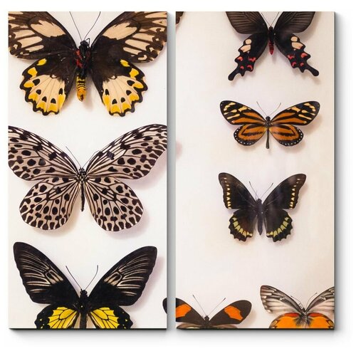 Модульная картина Разноцветные бабочки 60x60