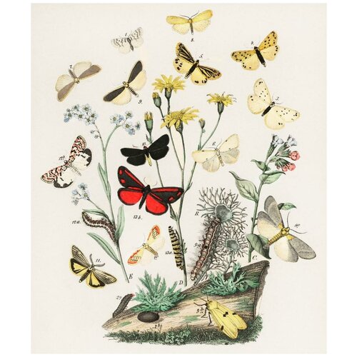 Постер / Плакат / Картина Бабочки - Бабочки на цветах 50х70 см в подарочном тубусе