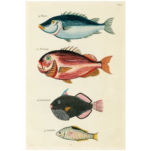 Постер / Плакат / Картина Рыбы - Промысловые рыбы 90х120 см в подарочном тубусе