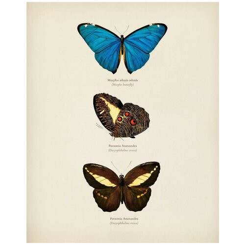 Постер / Плакат / Картина Бабочки - Трио маленьких бабочек 50х70 см в подарочном тубусе