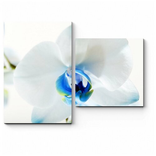 Модульная картина Белая орхидея 50x38