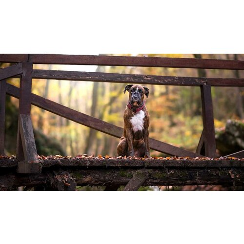 Картина на холсте 60x110 LinxOne "Собака друг осень мост взгляд" интерьерная для дома / на стену / на кухню / с подрамником