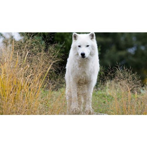 Картина на холсте 110x60 LinxOne "Белый волк наблюдение хищник" интерьерная для дома / на стену / на кухню / с подрамником