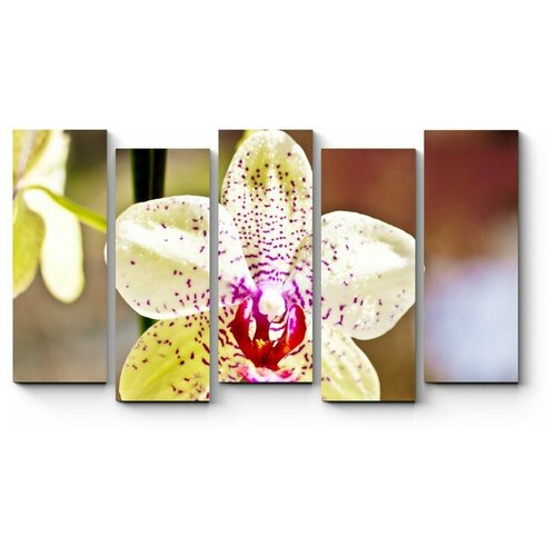 Модульная картина Тигровая орхидея 150x87