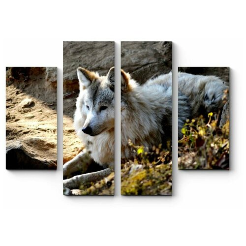 Модульная картина Гималайский волк 120x90