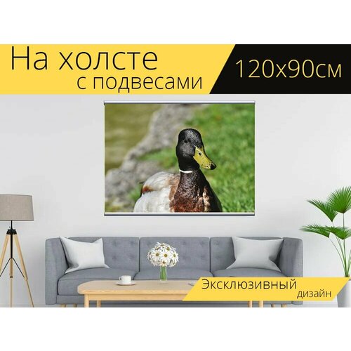 Картина на холсте "Кряква, утка, водоплавающая птица" с подвесами 120х90 см. для интерьера