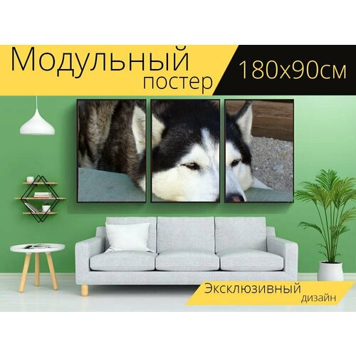 Модульный постер "Сибирский хаски, спать, собака" 180 x 90 см. для интерьера