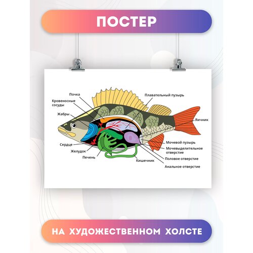 Постер на холсте Анатомия Рыба (1) 40х60 см
