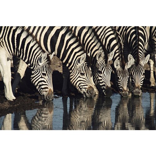 Зебры, животные картина постер 20 на 30 см, шнур-подвес в подарок