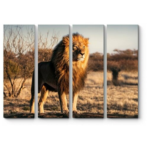 Модульная картина Одинокий лев 90x68