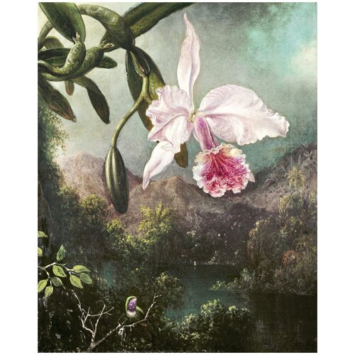 Постер / Плакат / Картина Цветущая орхидея 40х50 см в раме