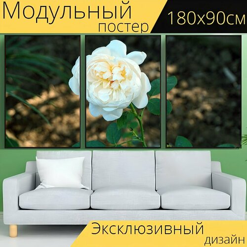 Модульный постер "Розовый сад, цветок, завод" 180 x 90 см. для интерьера