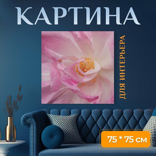 Картина на холсте "Роза, розовый цветок, розовые лепестки" на подрамнике 75х75 см. для интерьера