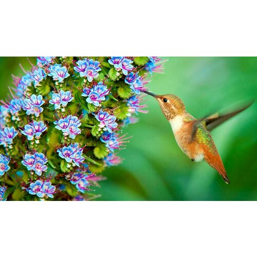 Картина на холсте 60x110 LinxOne "Птица цветок полёт колибри природа" интерьерная для дома / на стену / на кухню / с подрамником