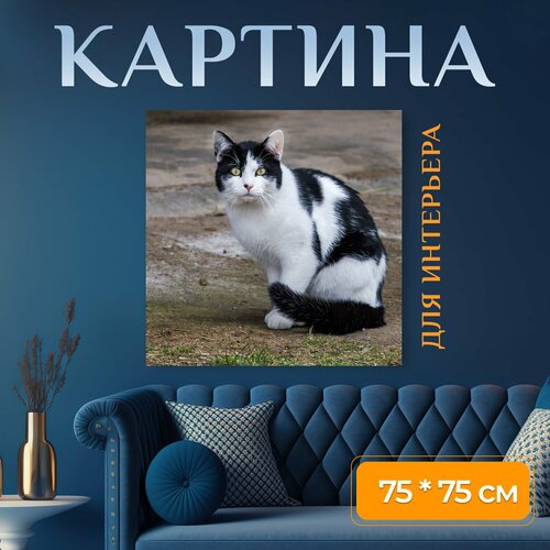 Картина на холсте "Кот, домашнее животное, животное" на подрамнике 75х75 см. для интерьера