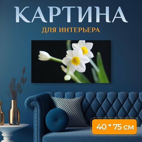Картина на холсте "Нарцисс, чисто белый, весенний фестиваль" на подрамнике 75х40 см. для интерьера
