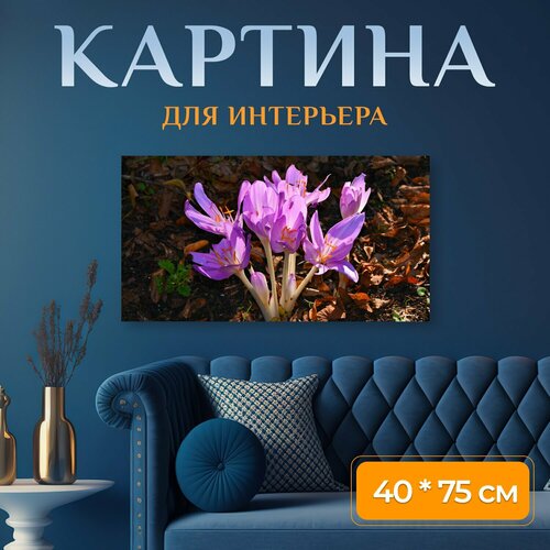 Картина на холсте "Осенний крокус, цветок, завод" на подрамнике 75х40 см. для интерьера