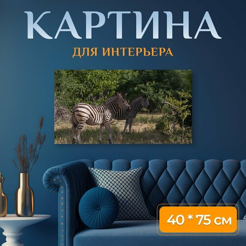 Картина на холсте "Южная африка, зебра, животное" на подрамнике 75х40 см. для интерьера
