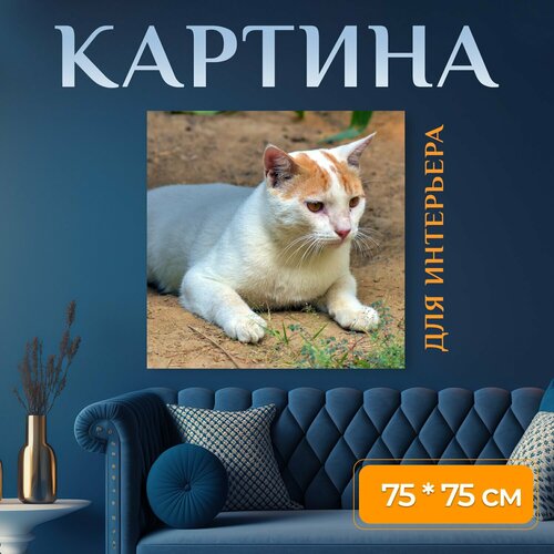 Картина на холсте "Кошка, кошачий, котенок" на подрамнике 75х75 см. для интерьера