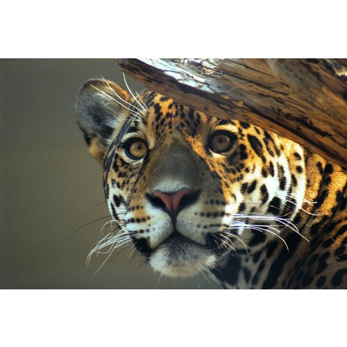 Ягуар, животные картина постер 20 на 30 см, шнур-подвес в подарок
