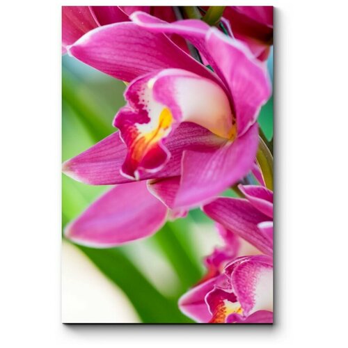 Модульная картина Тайские орхидеи, Чиангмай (Таиланд) 80x120