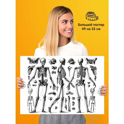 Постер Анатомия человека Скелет