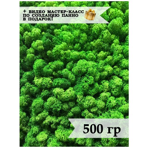 Стабилизированный мох ягель 500 гр салатовый для декора, дизайна и озеленения / мох для хобби, творчества и флористики