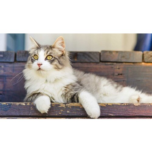 Картина на холсте 60x110 LinxOne "Кот лежит кошка кошак шерсть" интерьерная для дома / на стену / на кухню / с подрамником