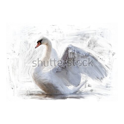 Постер Прекрасный белый лебедь с распахнутыми крыльями 71см. x 50см.