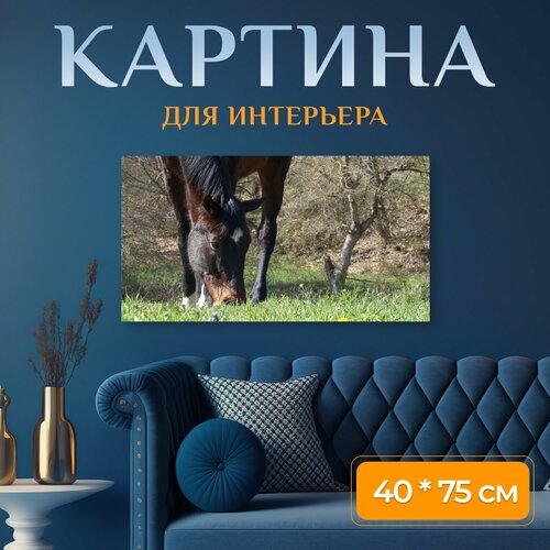 Картина на холсте "Лошадь, животное, пастбище" на подрамнике 75х40 см. для интерьера