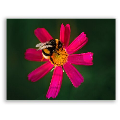 Постер на бумаге / Bumblebee / Шмель