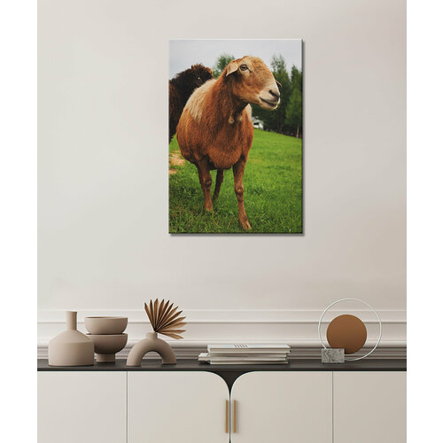 Картина -Коза, козел, безрогая коза, домашняя коза (16) 60х80