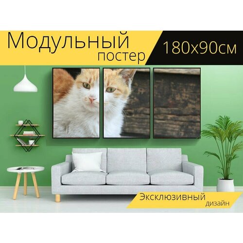 Модульный постер "Кошка, кот, животное" 180 x 90 см. для интерьера