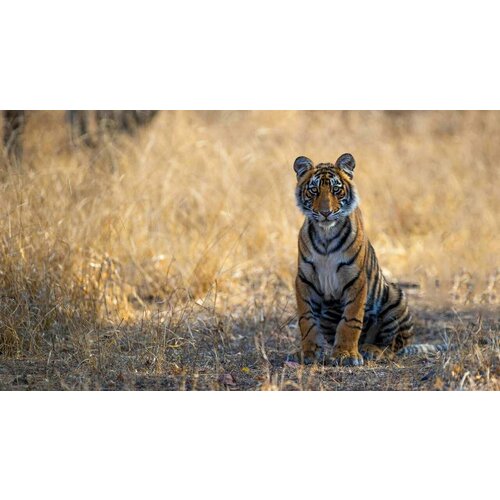 Картина на холсте 60x110 LinxOne "Тигр сидит на сухой траве" интерьерная для дома / на стену / на кухню / с подрамником