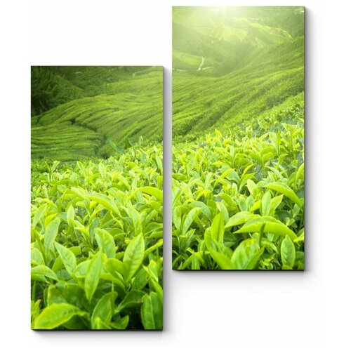 Модульная картина Бескрайняя зелень полей 50x63