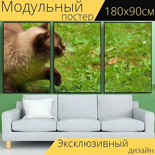 Модульный постер "Кот, британская короткошерстная кошка, играть" 180 x 90 см. для интерьера