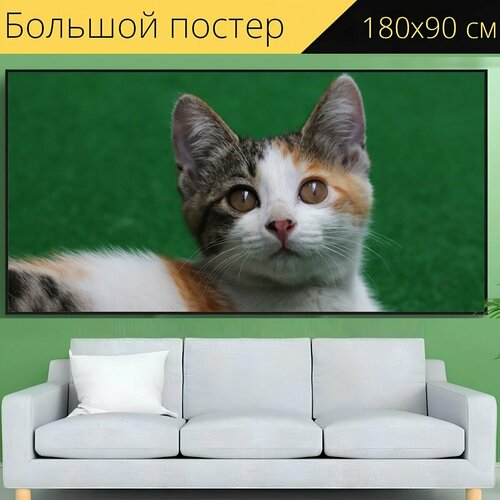 Большой постер "Кошка, бездомная кошка, кот" 180 x 90 см. для интерьера