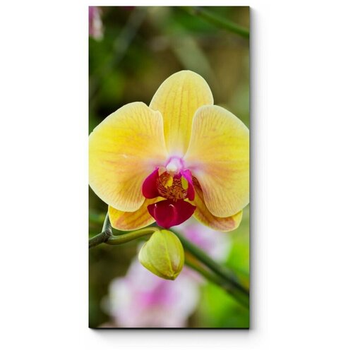 Модульная картина Тропическая орхидея, цветущая в летнем саду 30x60