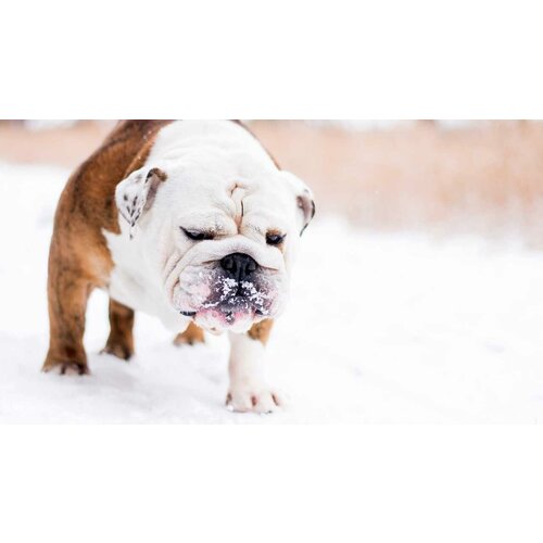Картина на холсте 60x110 LinxOne "Снег зима собака" интерьерная для дома / на стену / на кухню / с подрамником