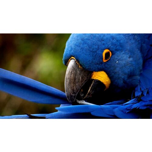 Картина на холсте 60x110 LinxOne "Blue feathers чистит перья попугай" интерьерная для дома / на стену / на кухню / с подрамником