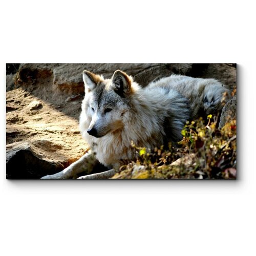 Модульная картина Гималайский волк 50x25