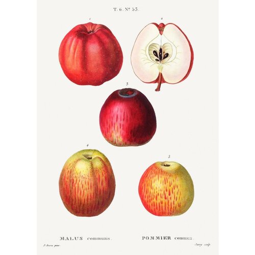 Постер / Плакат / Картина Фрукты - Красные яблоки 50х70 см в раме