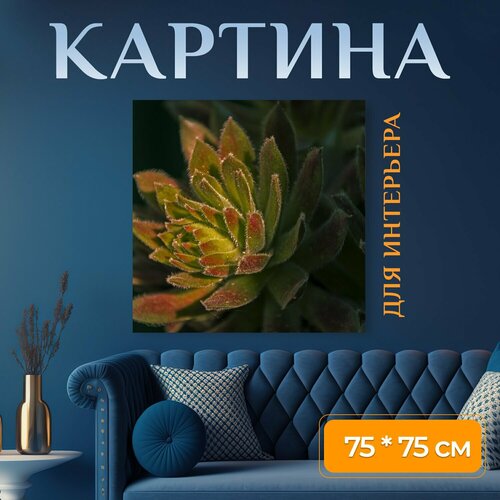 Картина на холсте "Кактусы, завод, ботанический" на подрамнике 75х75 см. для интерьера
