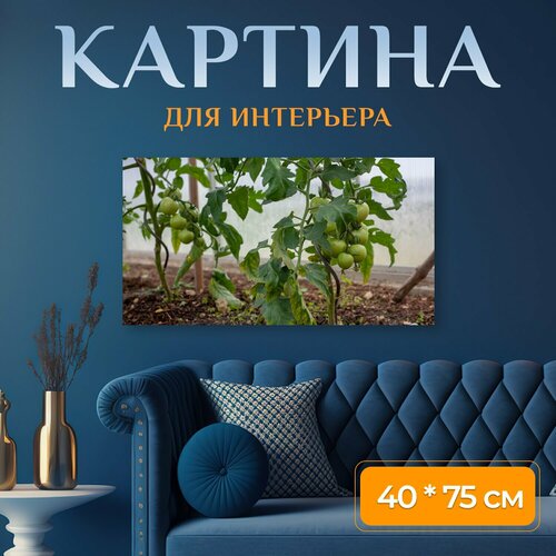 Картина на холсте "Зеленые помидоры, помидоры, выращивание" на подрамнике 75х40 см. для интерьера
