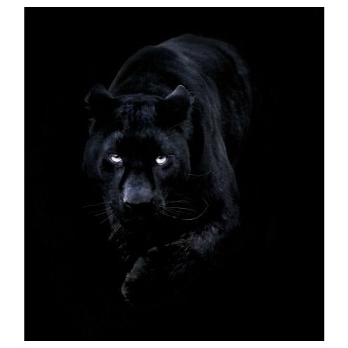 Плакат, постер на холсте Black Panther/Чёрная пантера. Размер 21 х 30 см