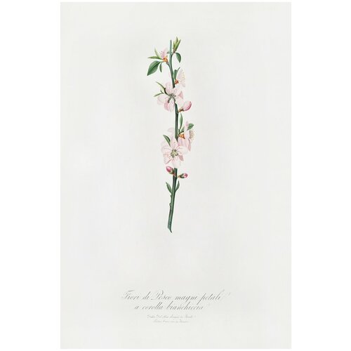 Постер / Плакат / Картина Дикие цветы - Цветок персика 50х70 см в раме
