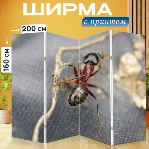 Ширма перегородка с принтом "Природа, насекомое, муравей" на холсте - 200x160 см. для зонирования, раскладная